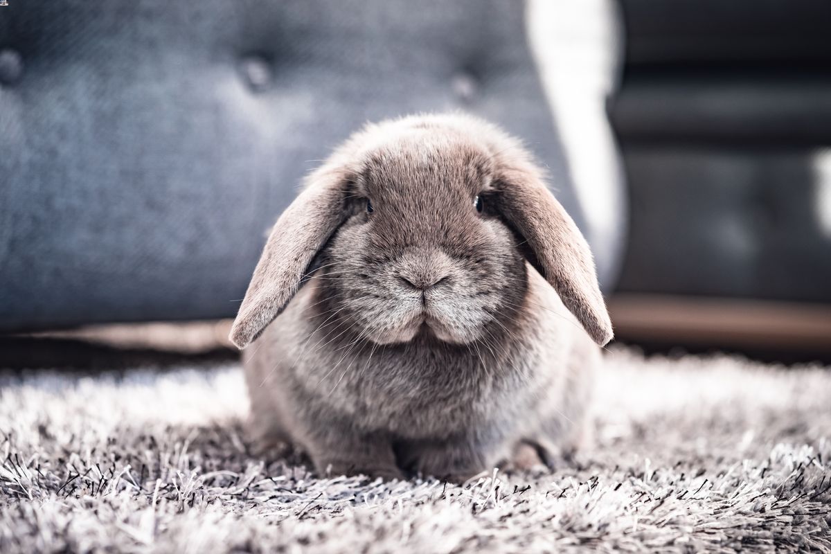Ce qu’il faut savoir avant d’adopter un lapin | Recto & Verso